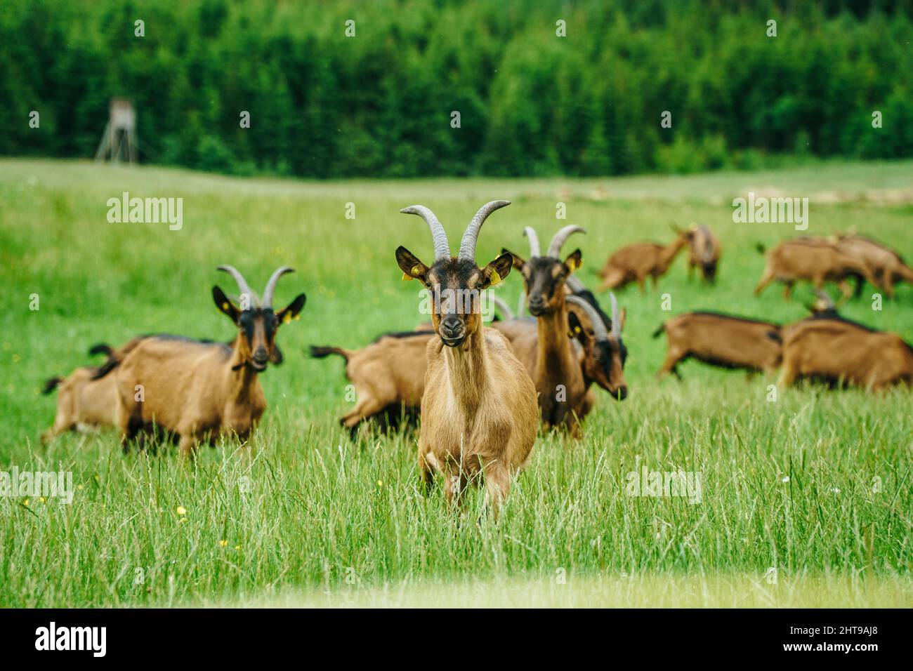 Herd of goats grazing in the meadow in Bavarian Allgau, Germany Stock ...