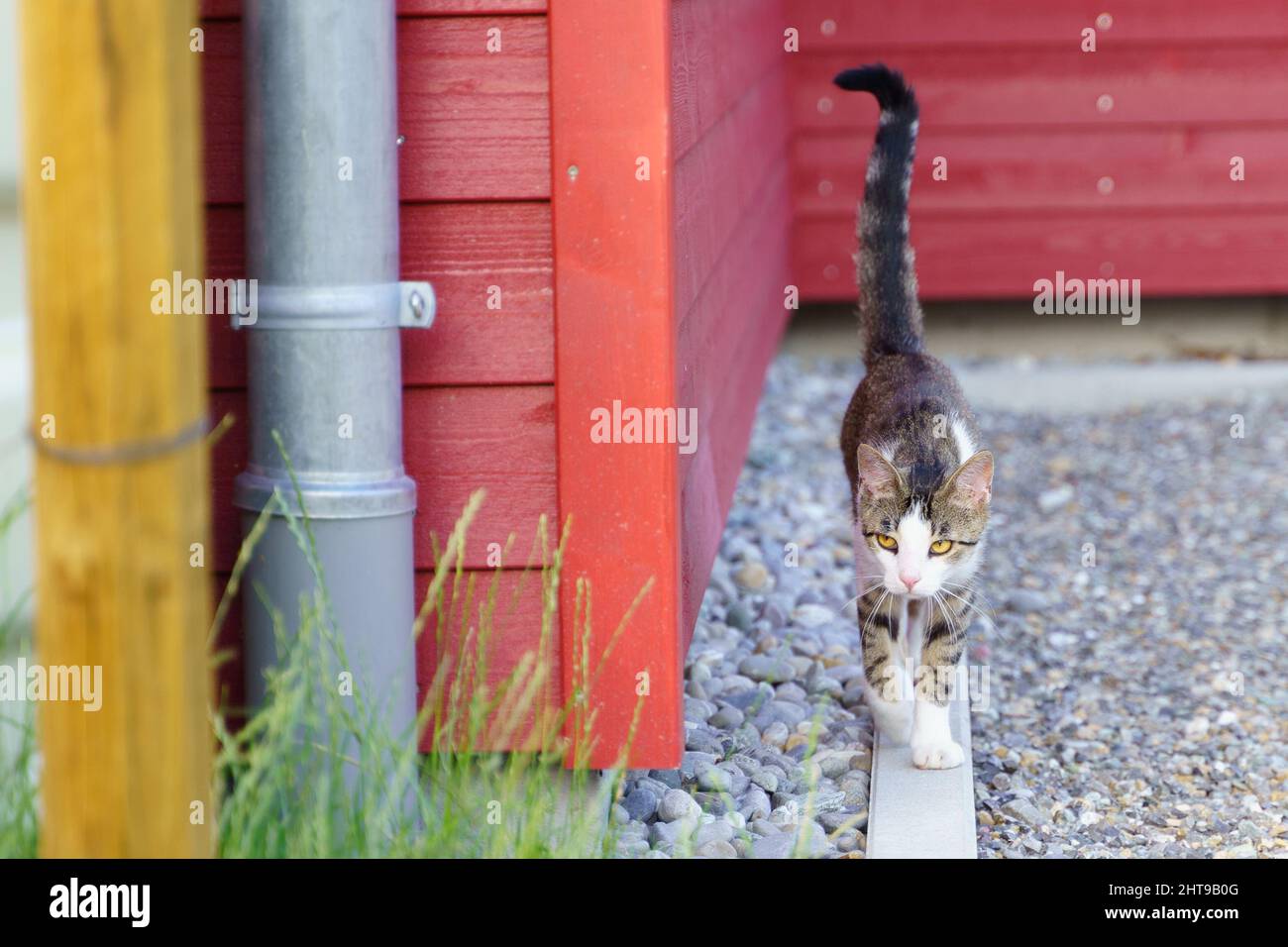 Curious cat wandering in the yard Stock Photo - Alamy