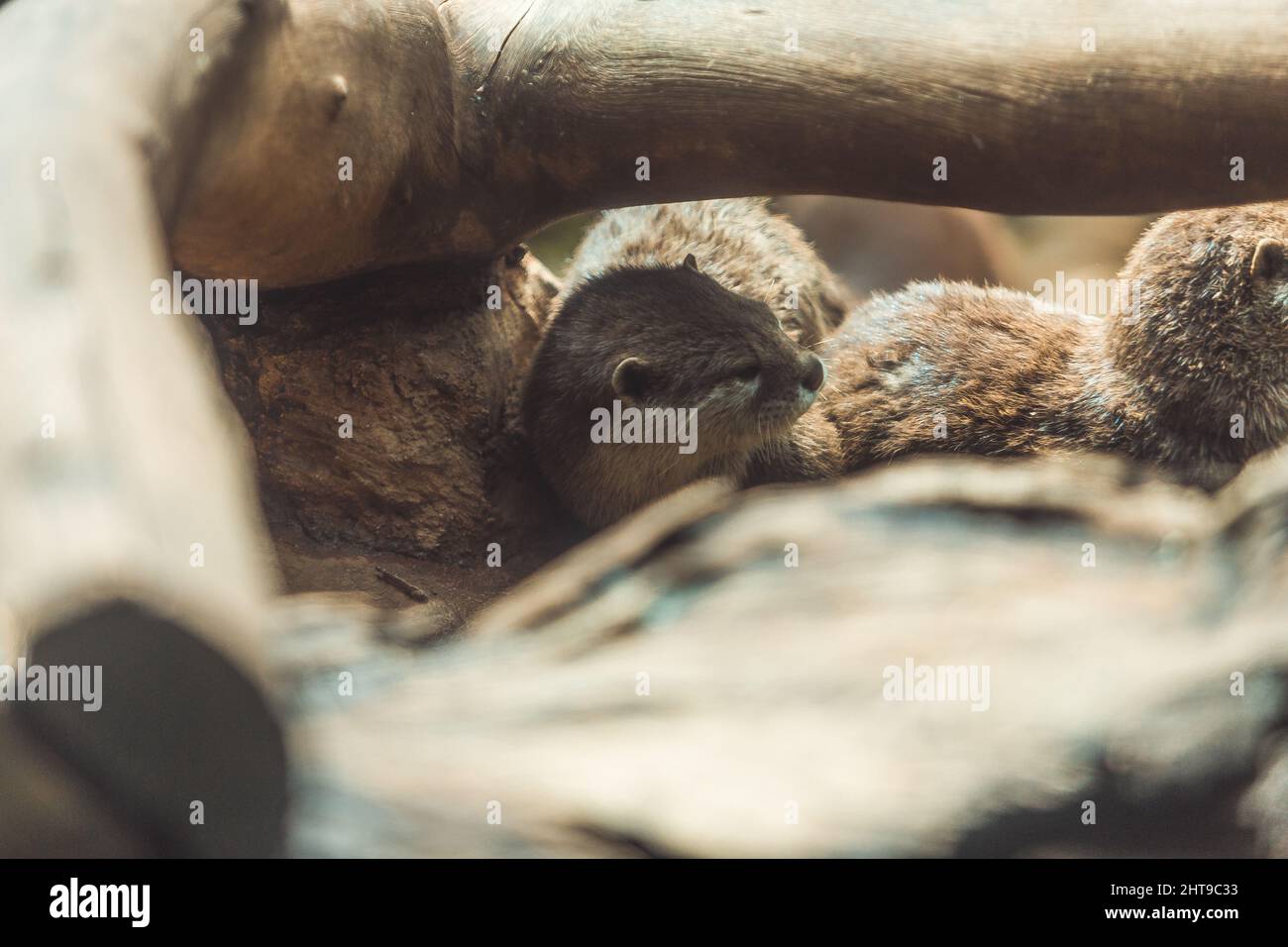 Closeup shot of cute otters in a zoo park Stock Photo - Alamy