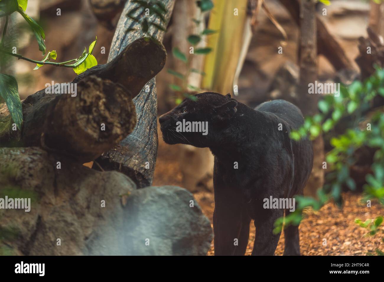 Puma puma pantera hi-res stock photography and images - Alamy