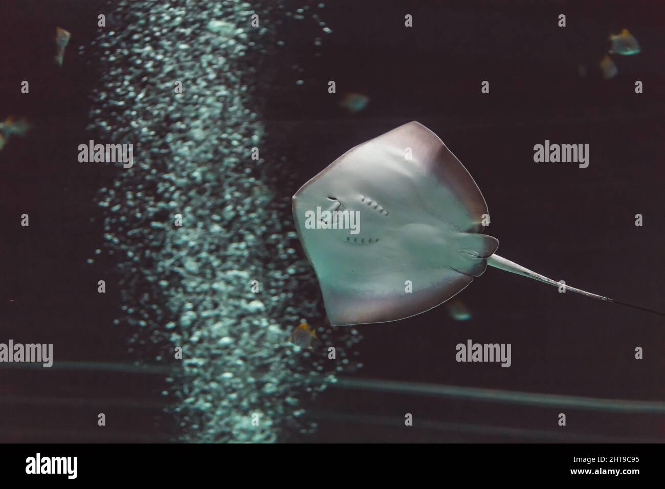 Underwater shot of a stingray hi-res stock photography and images - Alamy