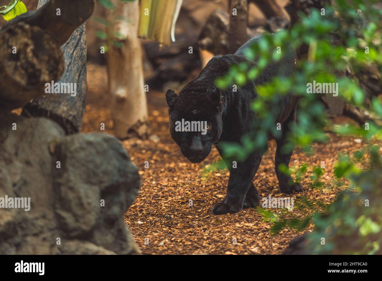 Puma puma pantera hi-res stock photography and images - Alamy