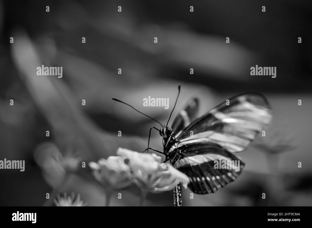 Greyscale shot of a butterfly on a plant Stock Photo - Alamy