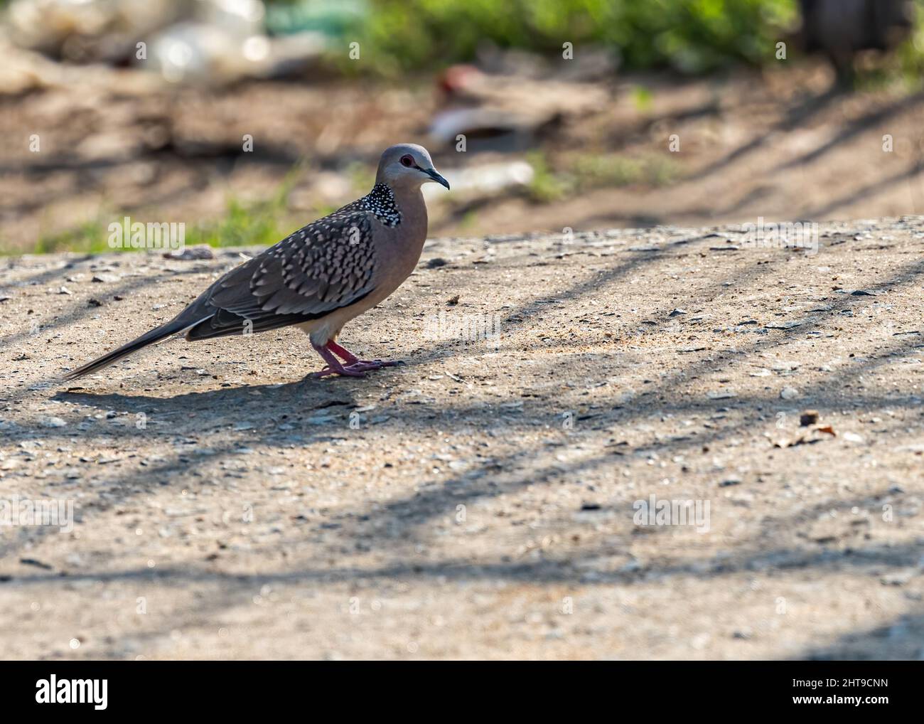 Closeup of a beautiful spotted Dove standing on the ground Stock Photo ...