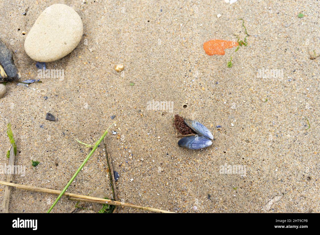A Sea mussel shell on a sandy beach seen from above with copy space ...