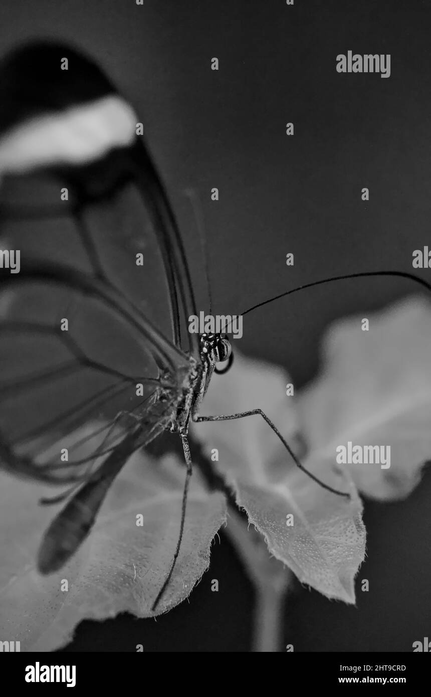 Greyscale shot of a butterfly on a plant Stock Photo - Alamy