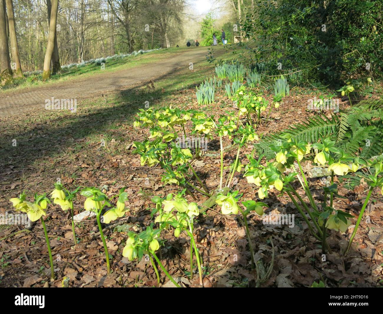 Helleborus harvington rose hi-res stock photography and images - Alamy
