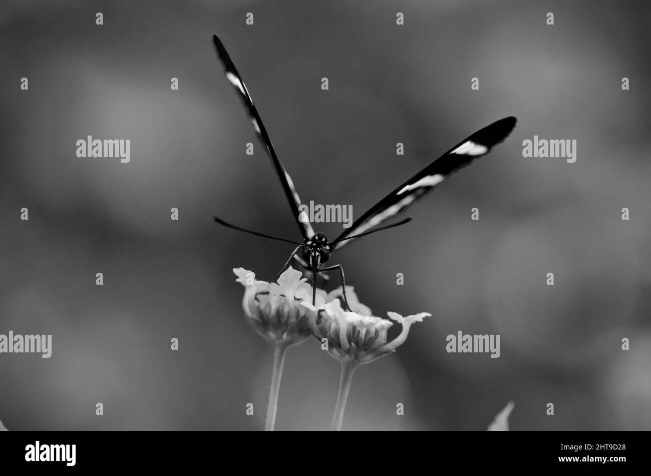 Greyscale shot of a butterfly on a plant Stock Photo - Alamy