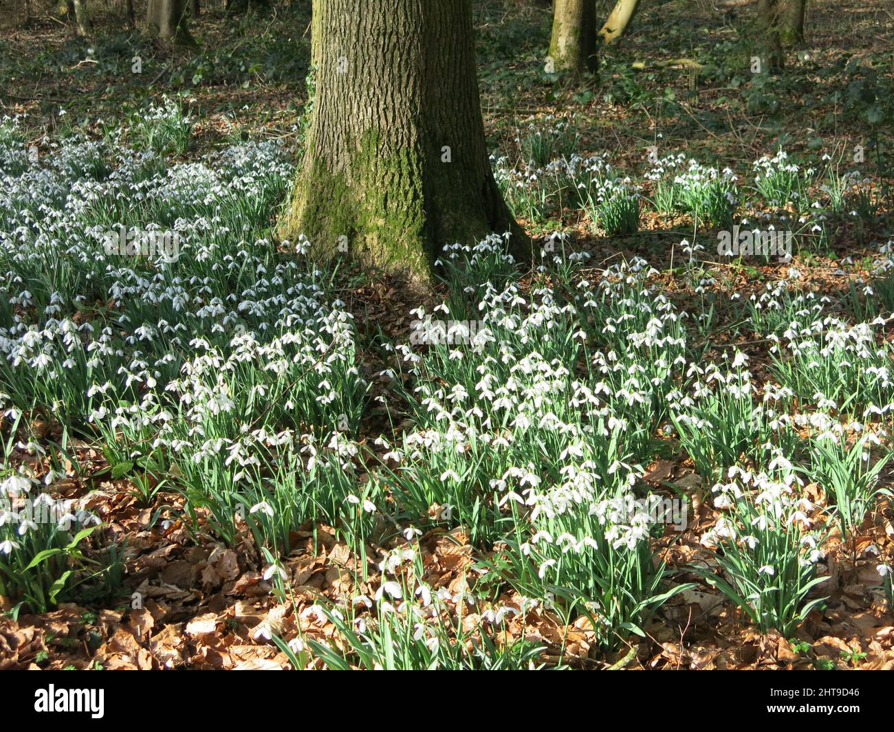 A mass of white snowdrops that carpet the ground round the base of a ...