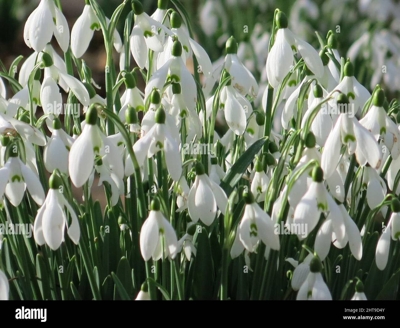 Close-up of a large clump of brilliant white snowdrops (galanthus) in ...
