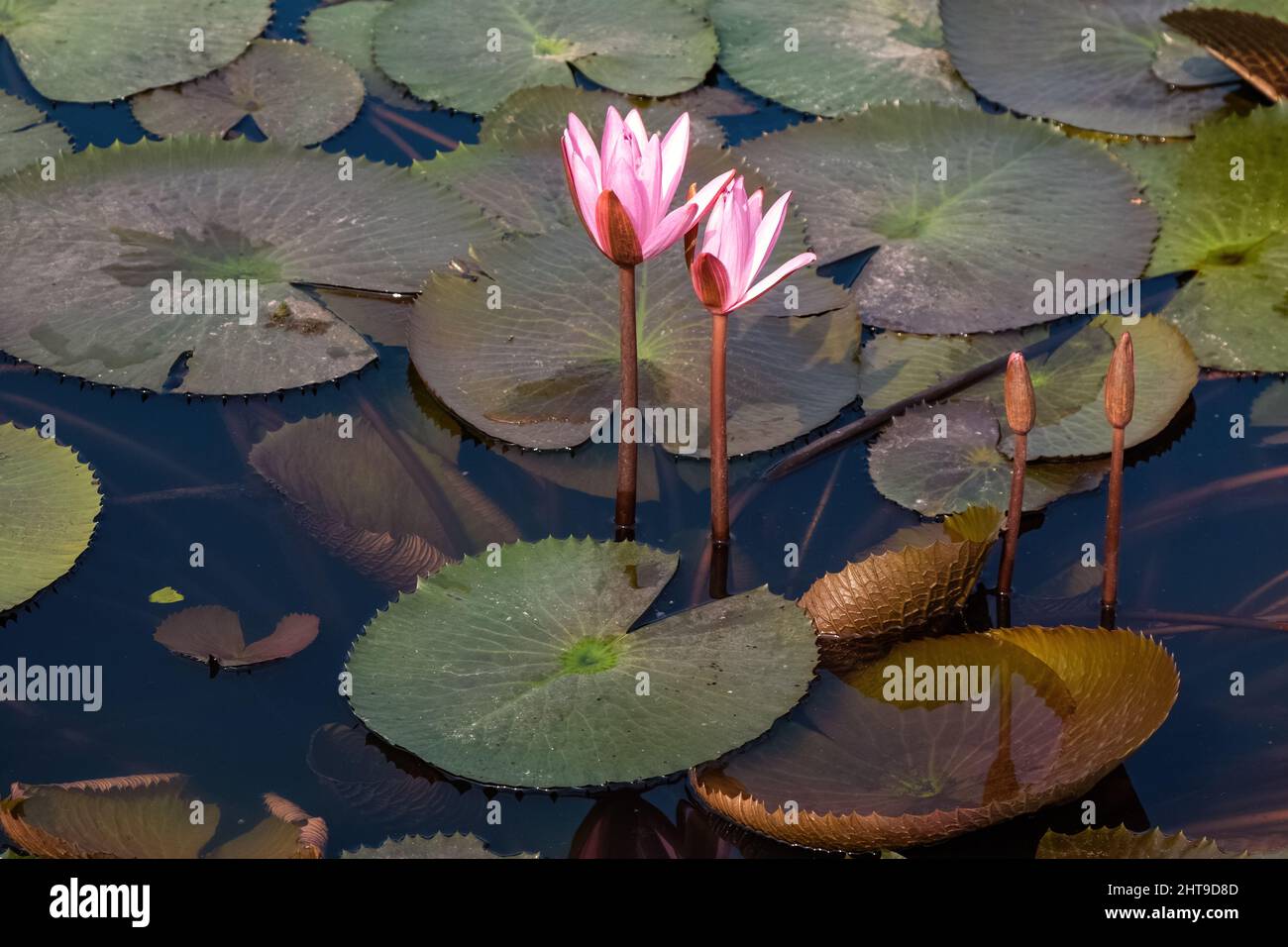 Beautiful shot pink lotuses hi-res stock photography and images - Alamy