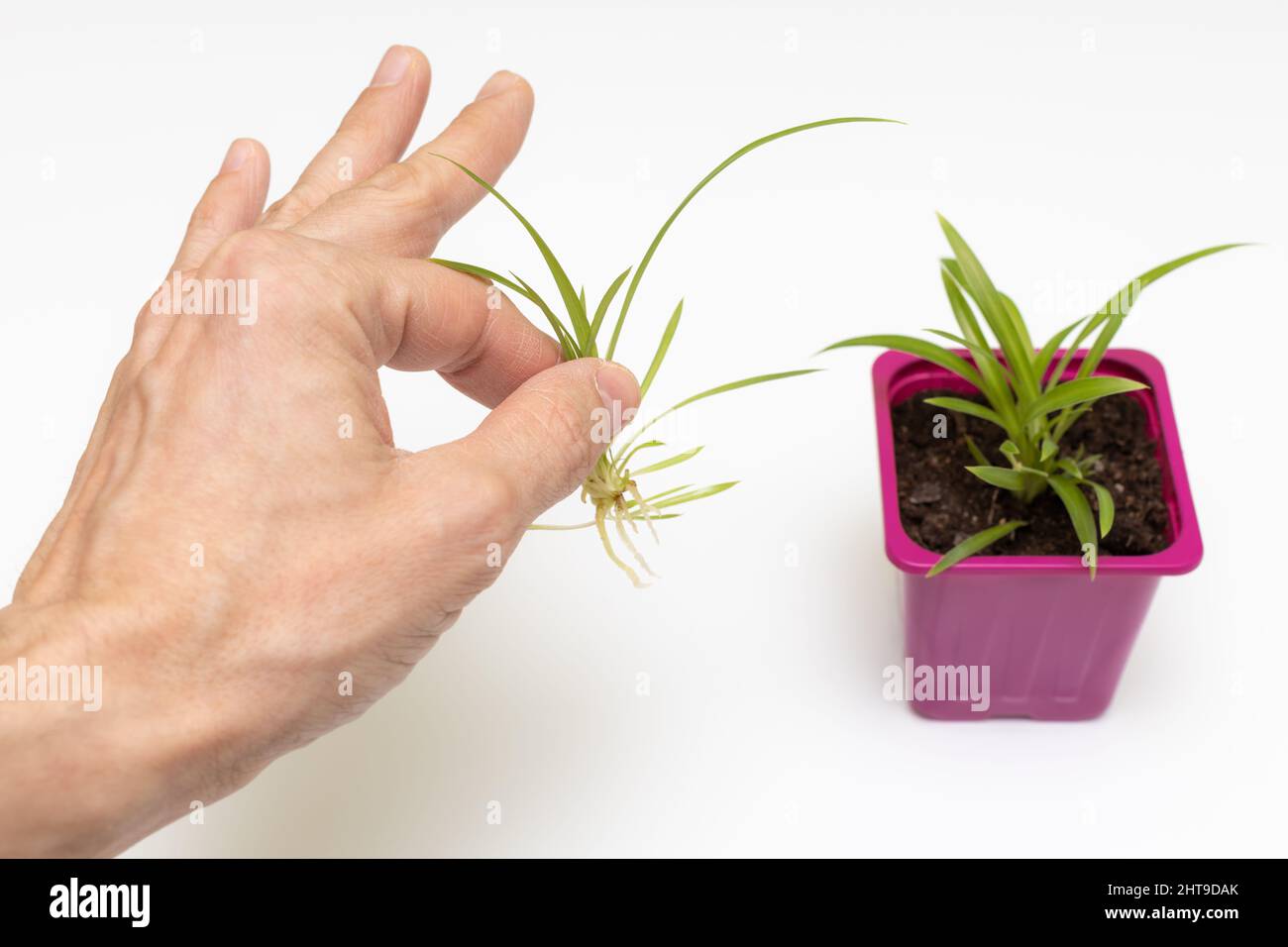 male hand planting a sprout in a seedling box. High quality photo Stock ...