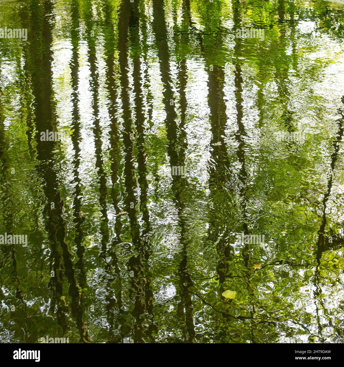 Body of water reflecting trees in a forest. Great for backgrounds and ...