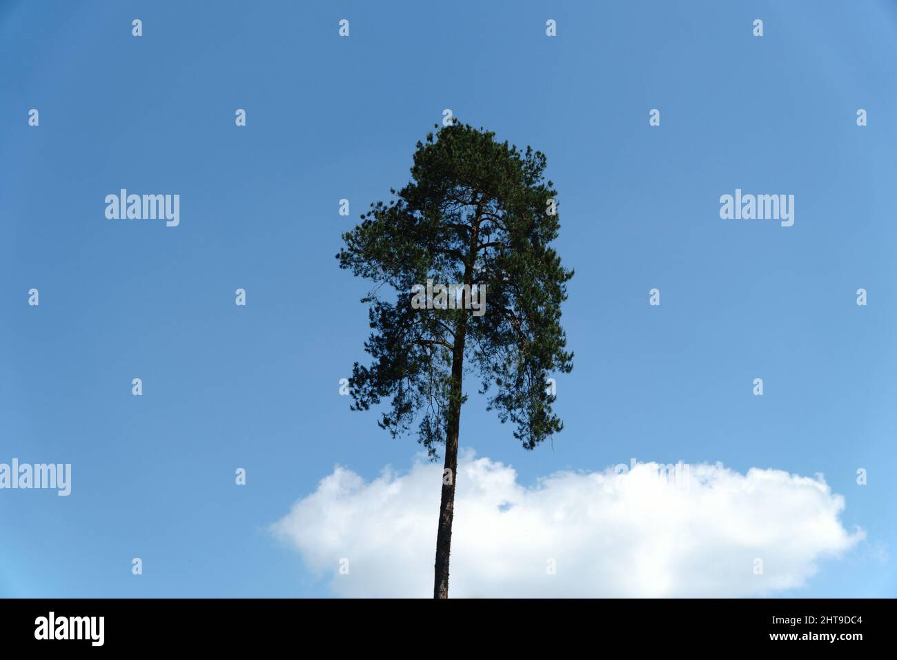 Scenic view of a tall tree with crawling branches on blue sky ...
