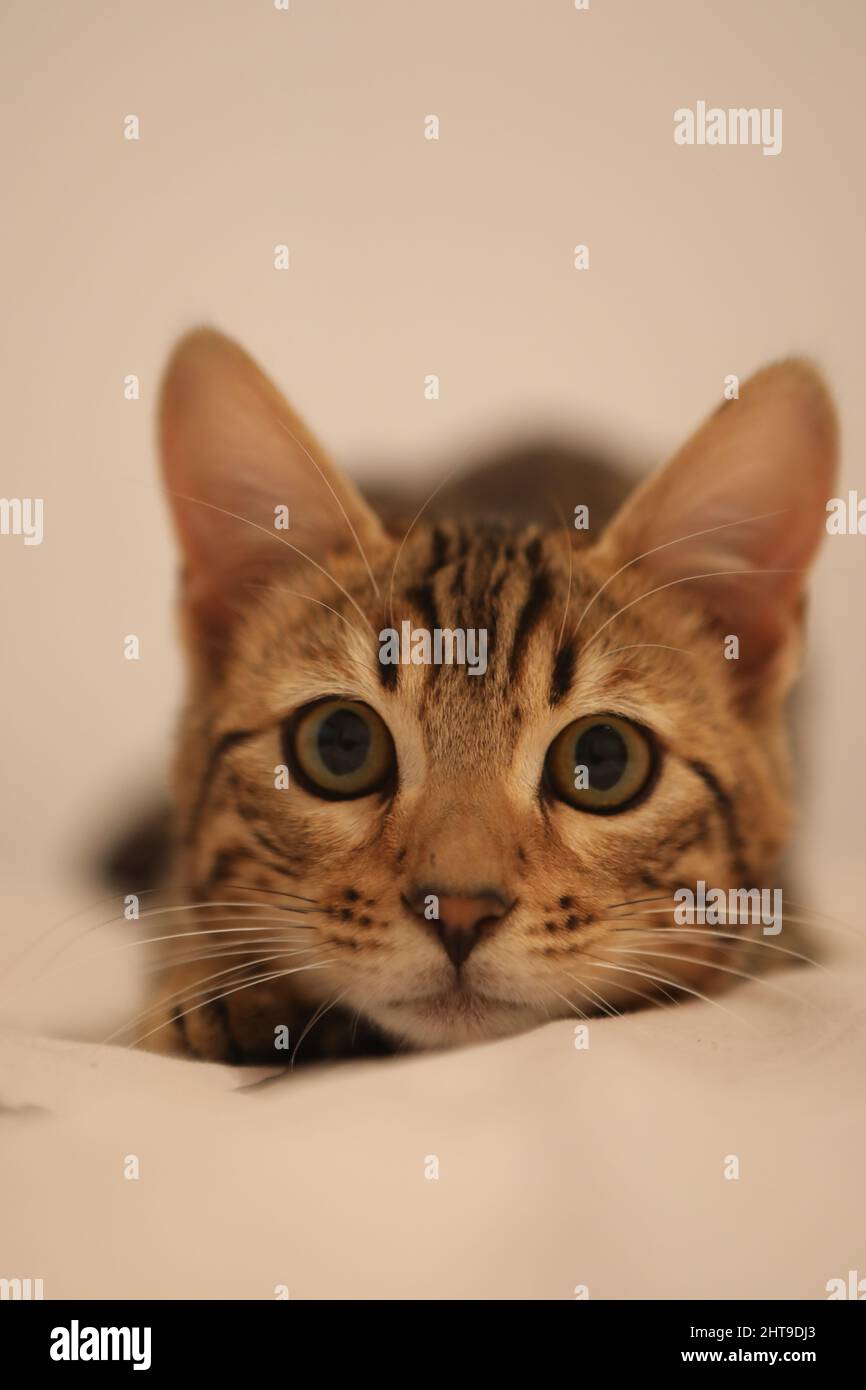 Beautiful bengal cat looking at camera High quality Stock Photo - Alamy