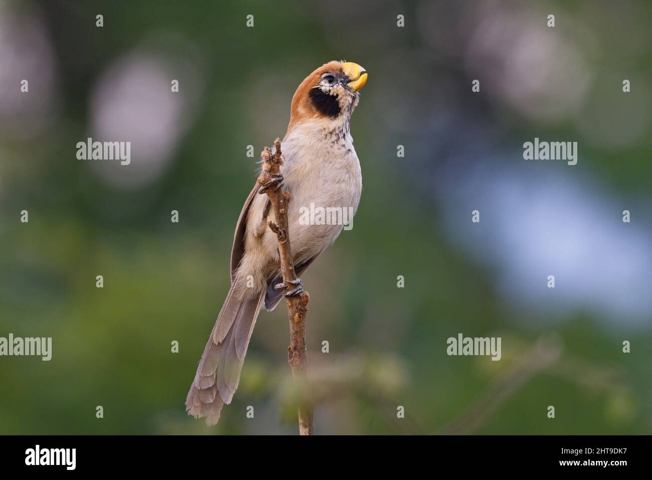 Parrotbill of Thailand Stock Photo - Alamy