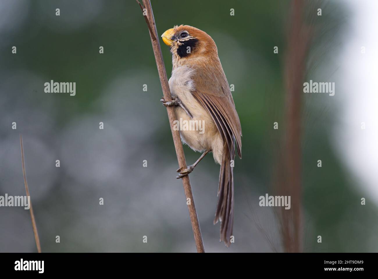 Parrotbill of Thailand Stock Photo - Alamy