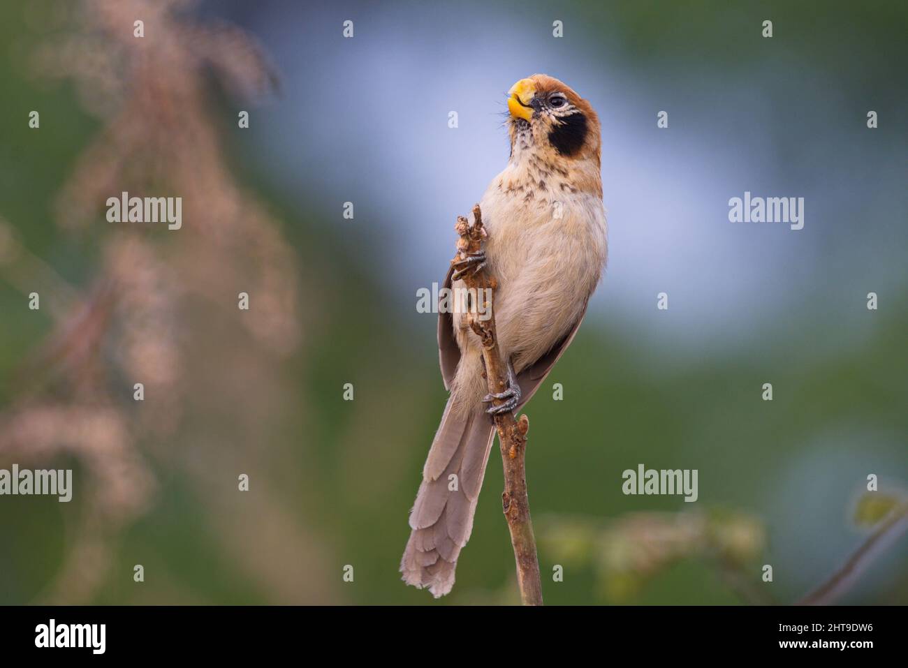 Parrotbill of Thailand Stock Photo - Alamy
