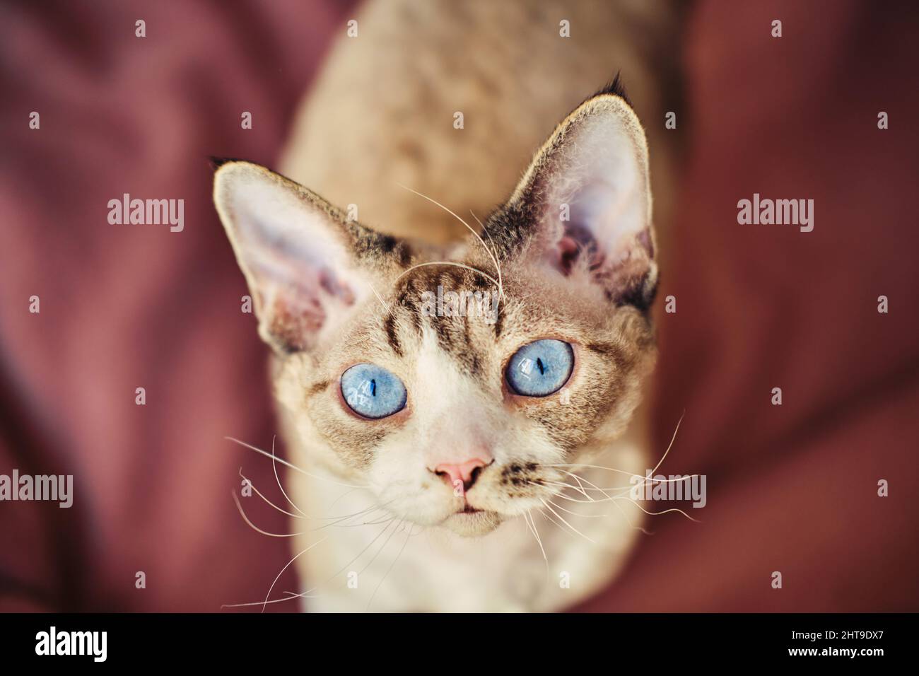 Sphynx cat blue eye hi-res stock photography and images - Alamy