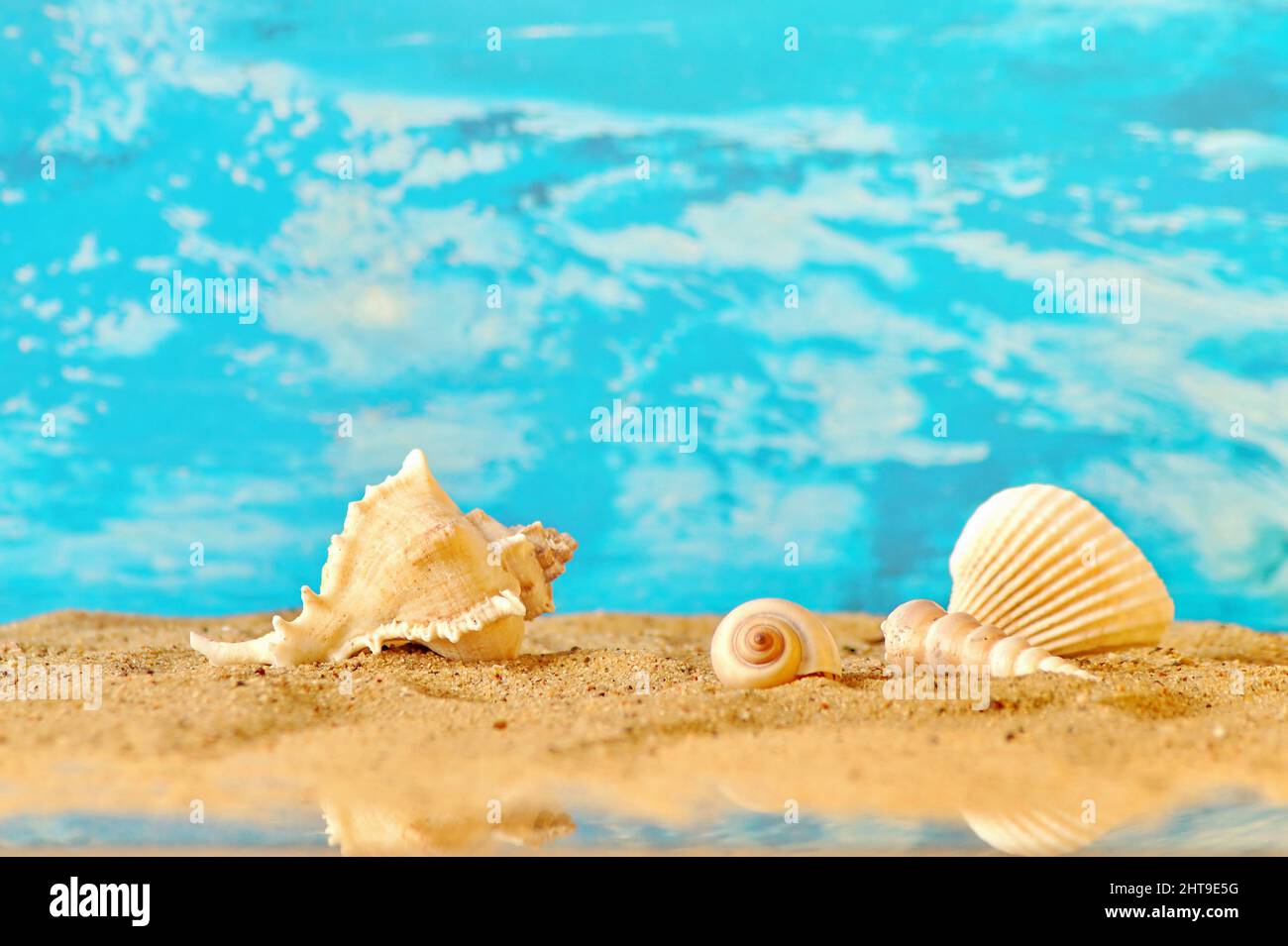 Various types of sea shells lie on the sand. Close-up photo. has a ...