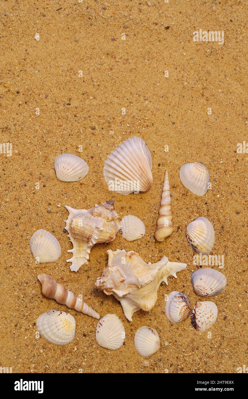 Types of shellfish hi-res stock photography and images - Alamy