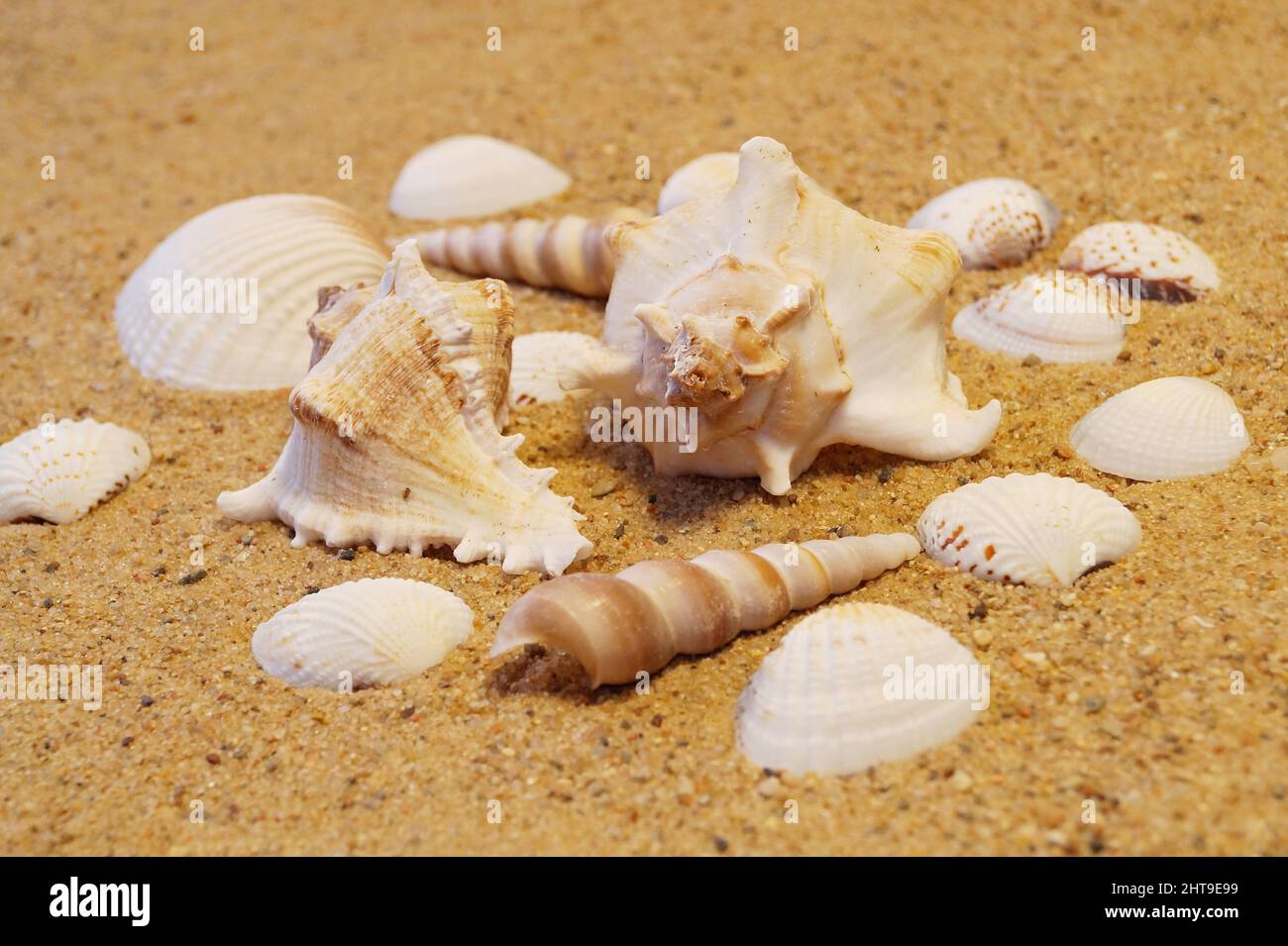 Different types of shells lie on the sandy shore. Close-up horizontal ...