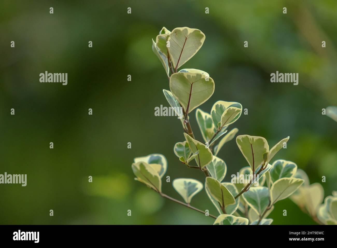 Ficus Triangularis plant in the blurred background Stock Photo - Alamy