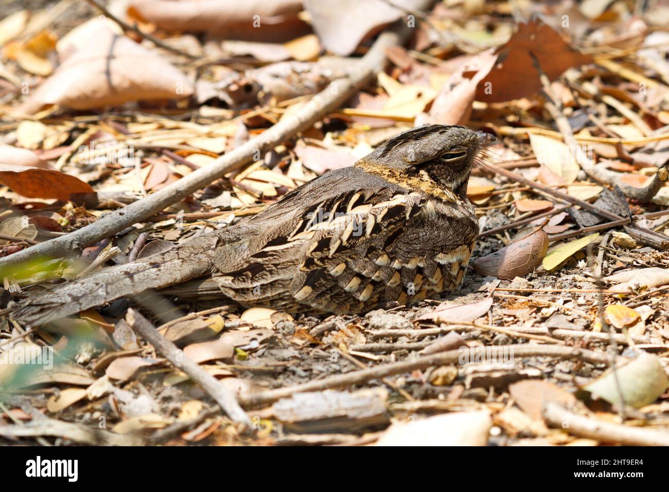 indian and large tailed nightjar Stock Photo - Alamy
