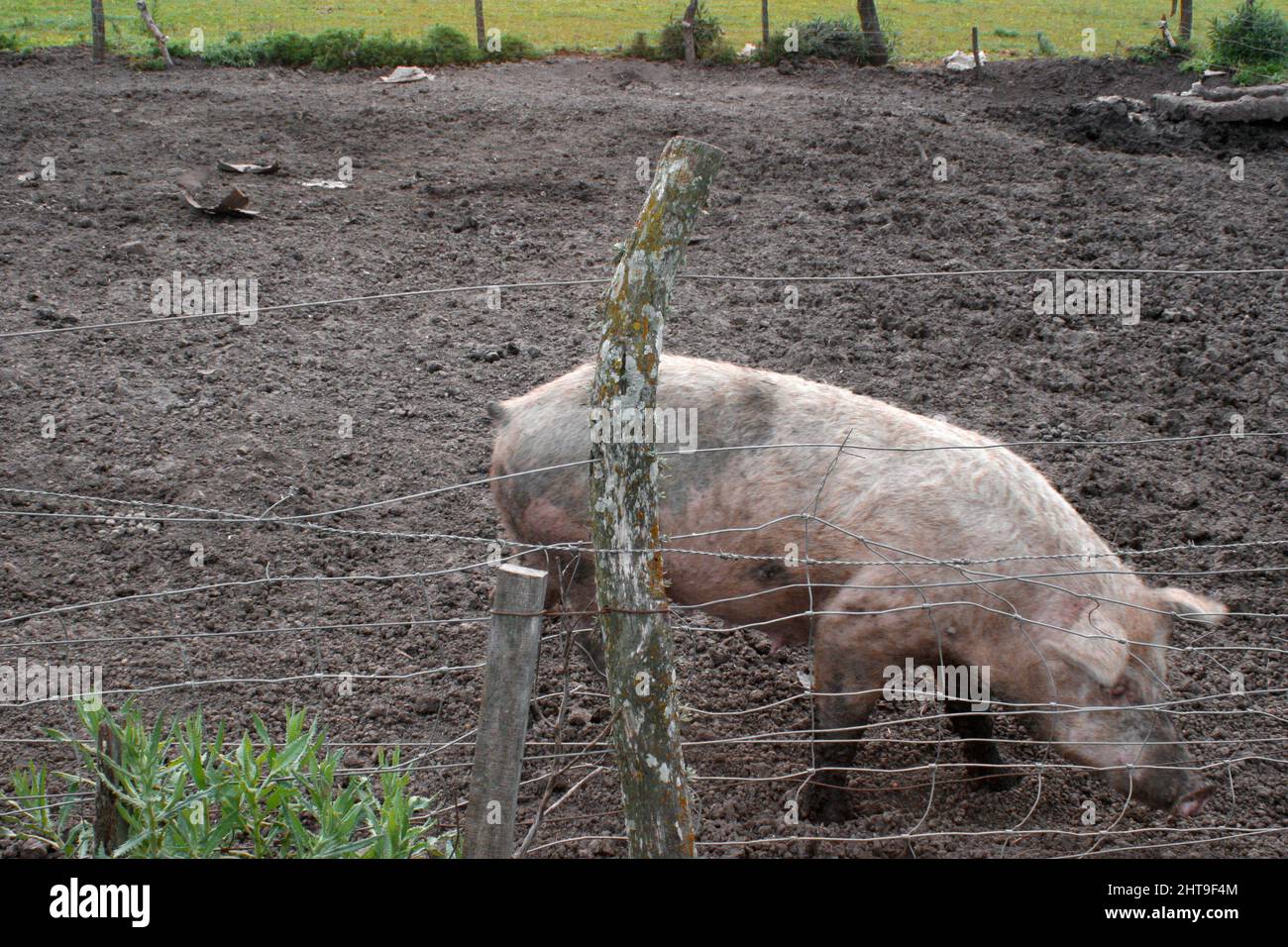 Pig farm digging in mud hi-res stock photography and images - Alamy