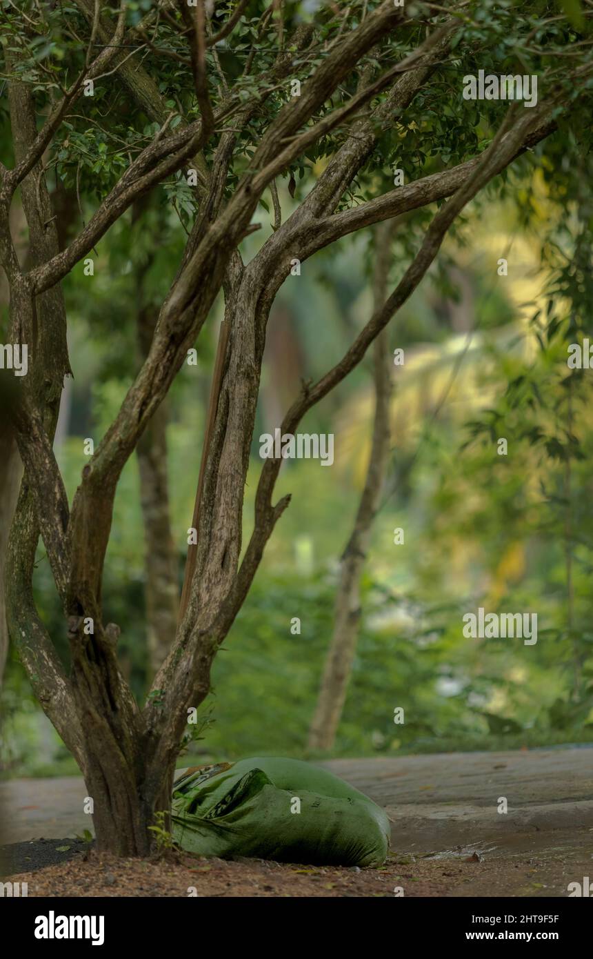 Orange jasmine tree as a natural background Stock Photo - Alamy