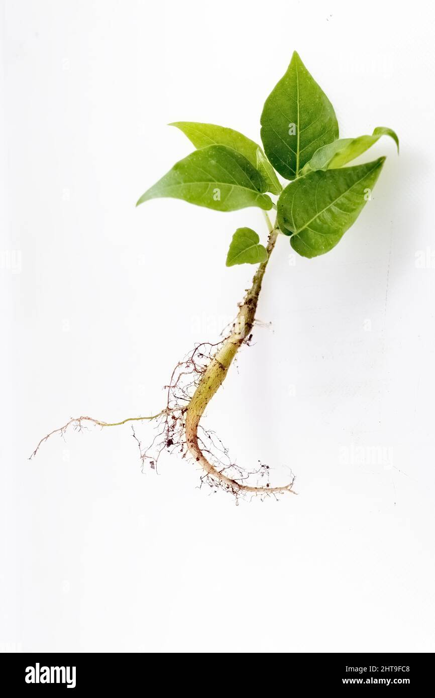 Vertical of a young seedling with green leaves and a root isolated on ...