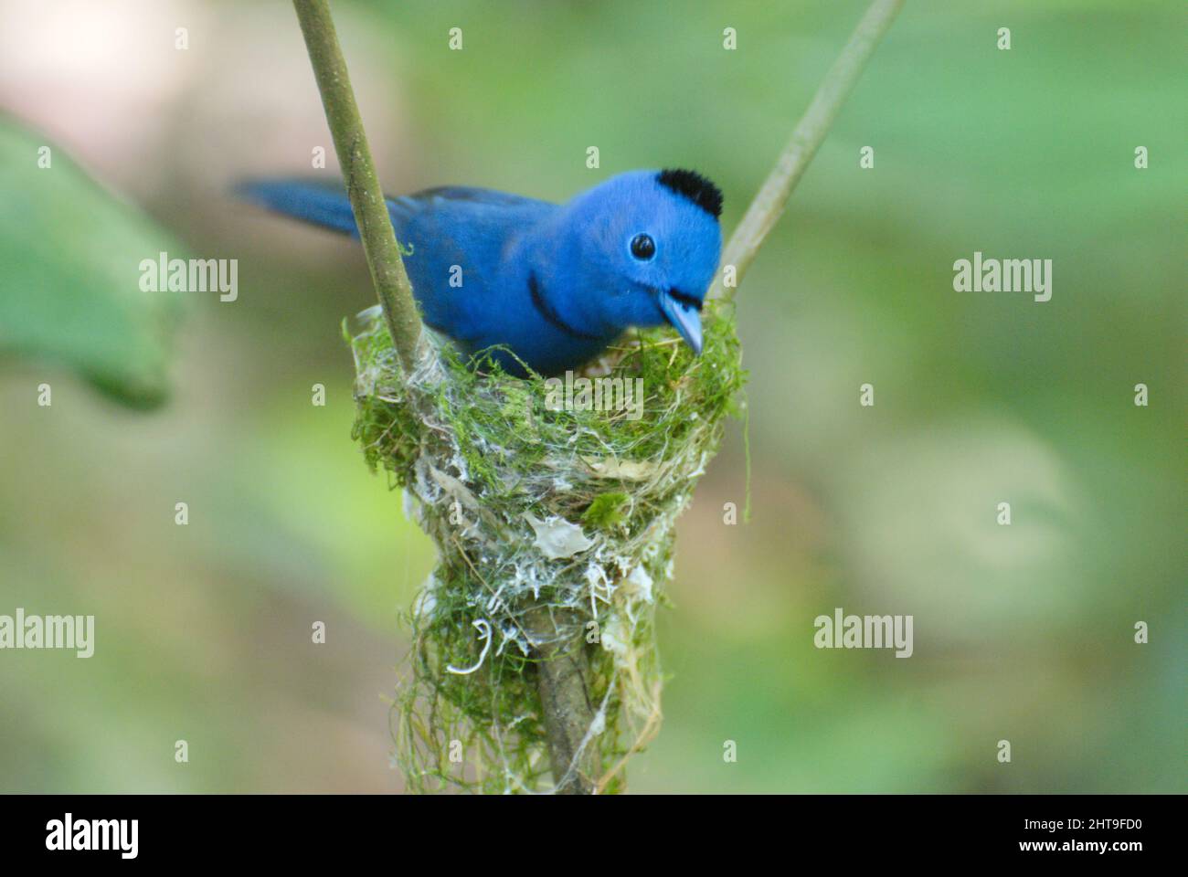 Small cute blue bird Stock Photo - Alamy
