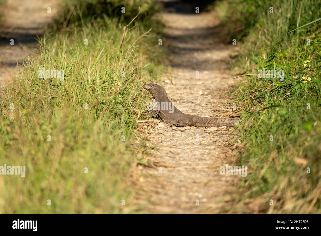 Monitor lizard crawling on the ground under the sunlight Stock Photo ...