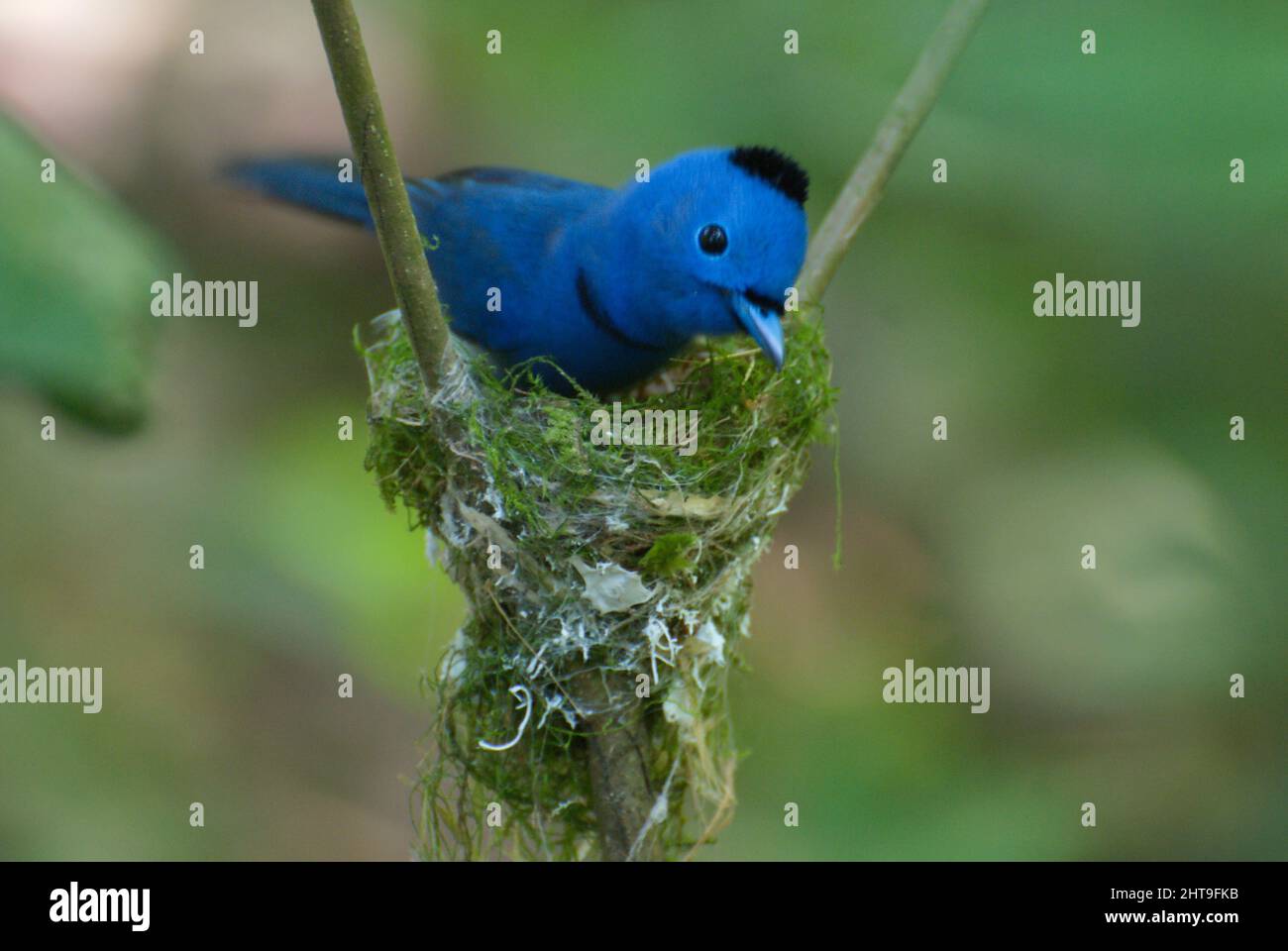 small cute blue bird Stock Photo - Alamy