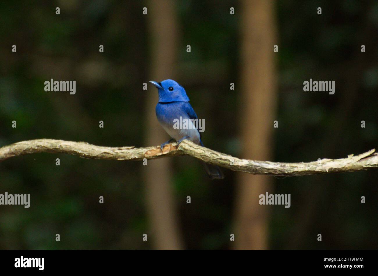small cute blue bird Stock Photo - Alamy