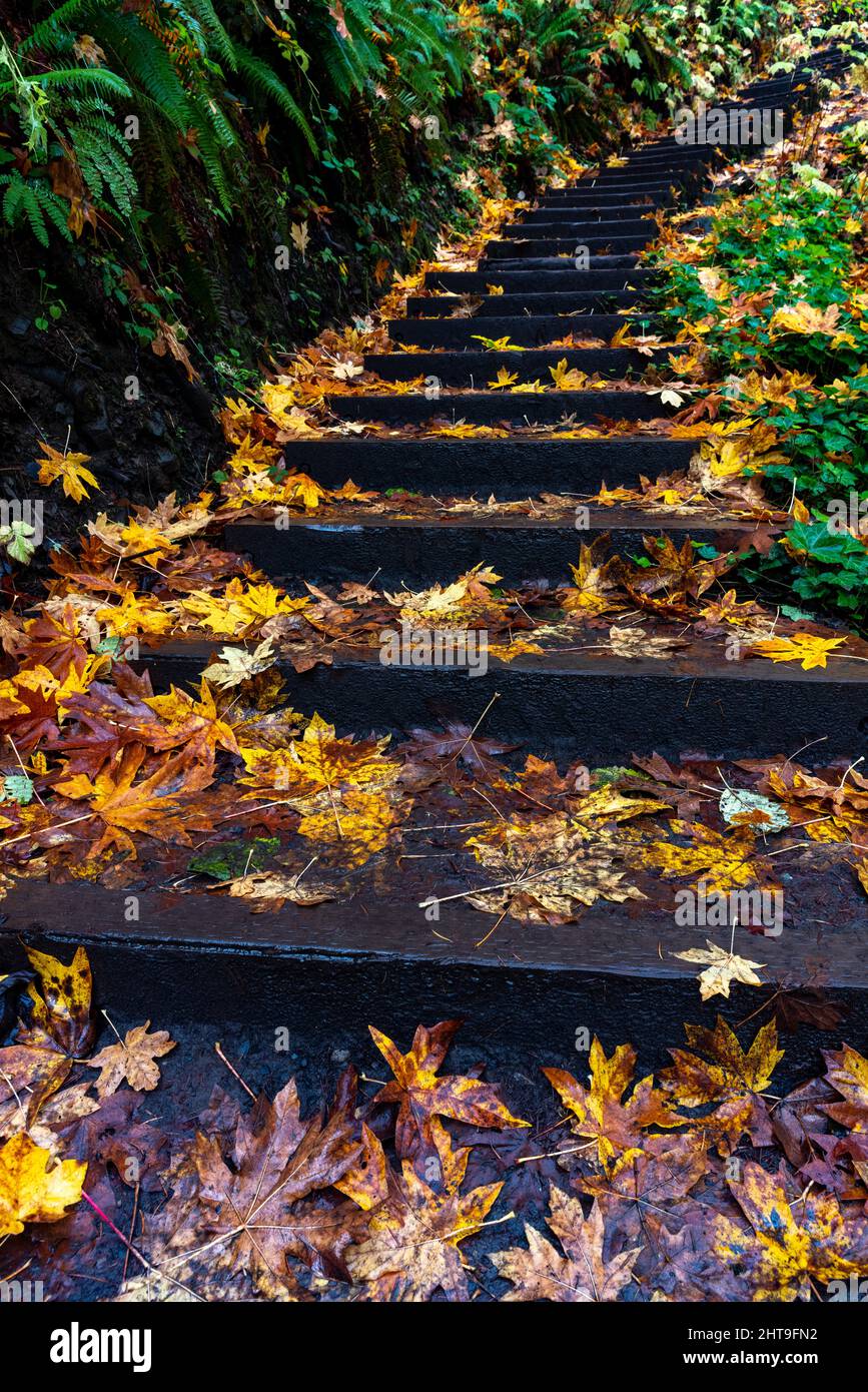 Vertical shot of fallen leaves on stairs Stock Photo - Alamy