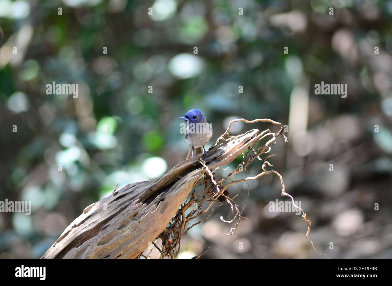 Small cute blue bird Stock Photo - Alamy