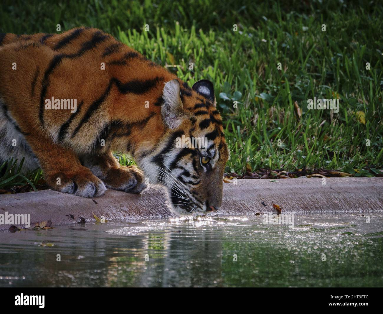 Beautiful big tiger drinking water Stock Photo - Alamy