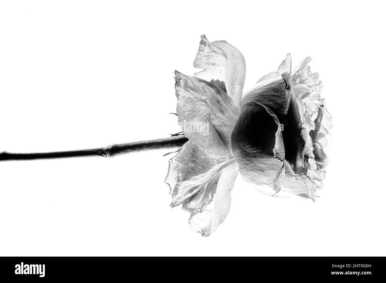Grayscale of a rose isolated on a white background Stock Photo - Alamy
