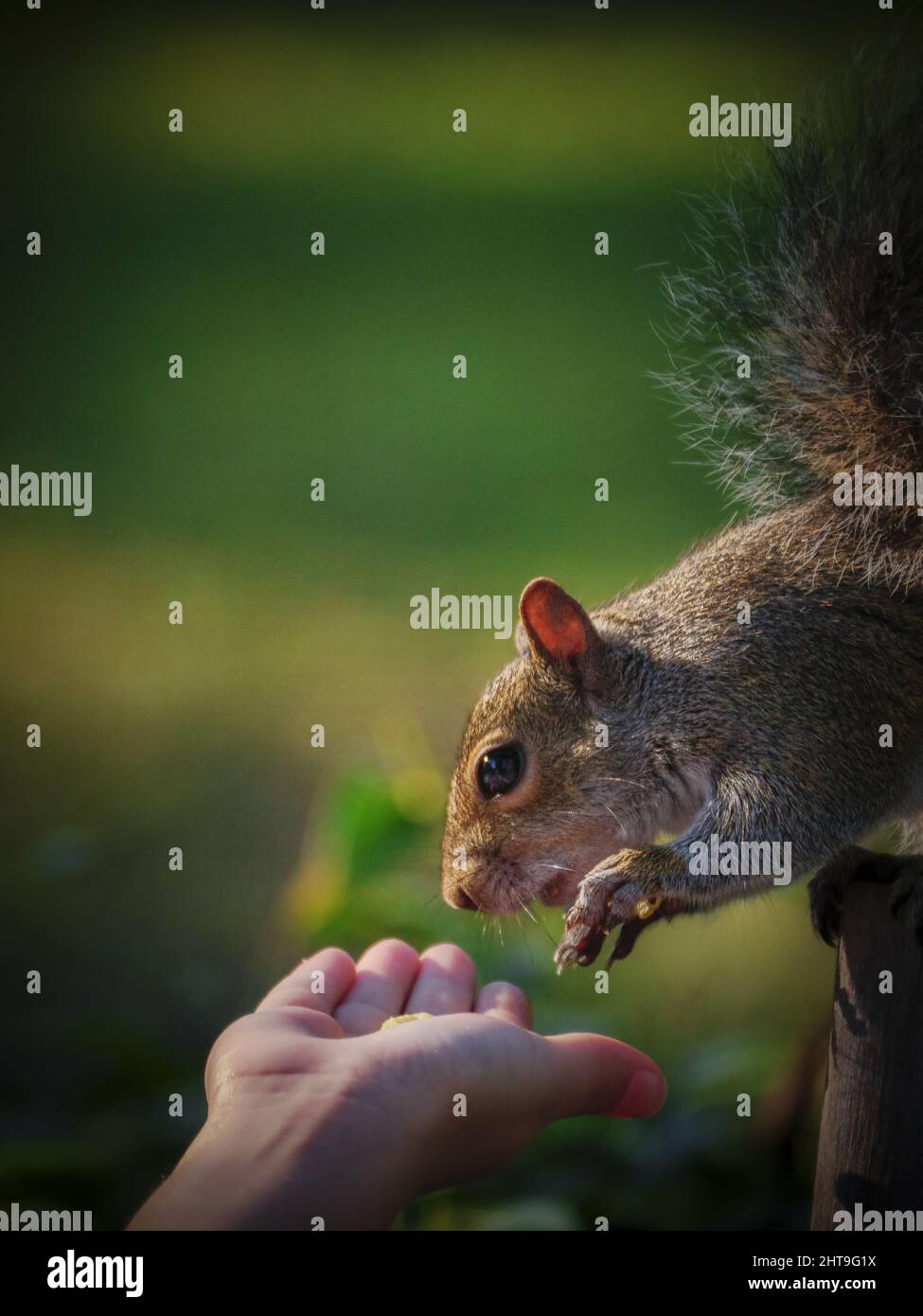 Close-up shot of a squirrel eating food from the hand of a person Stock ...