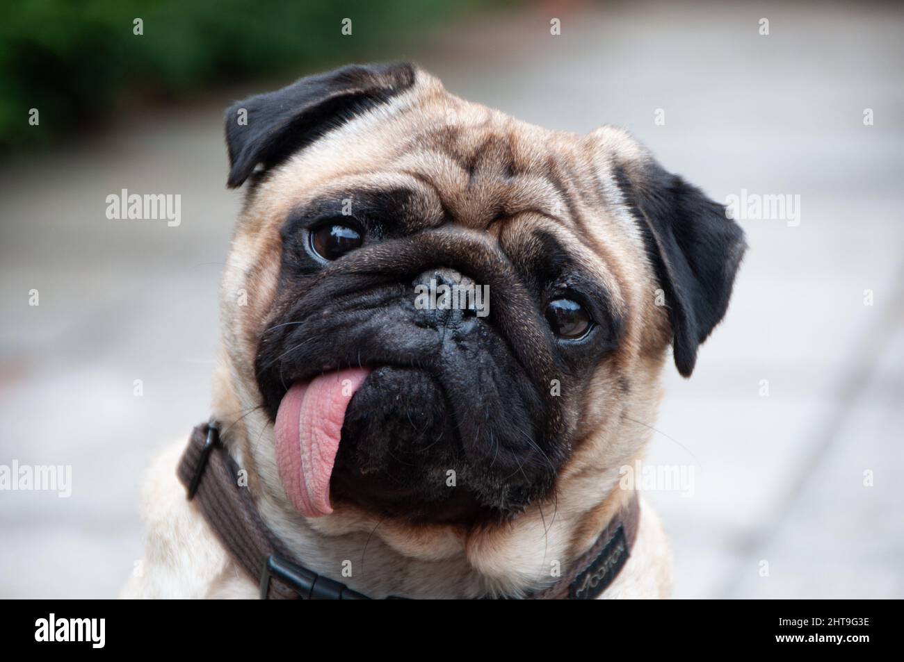 Pug dog breed portrait Stock Photo - Alamy