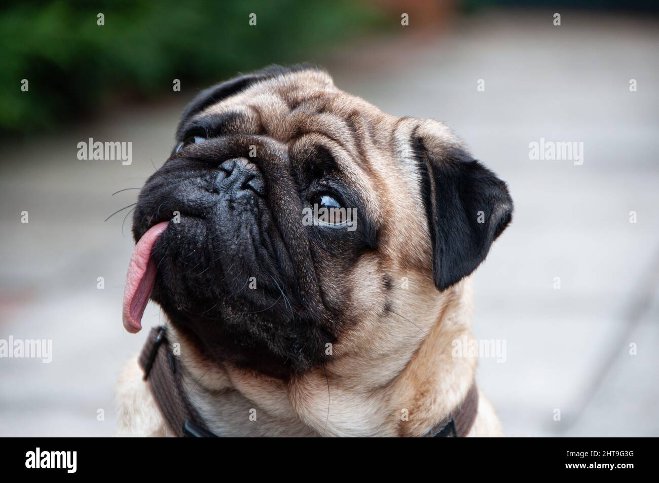 Pug dog breed portrait Stock Photo - Alamy