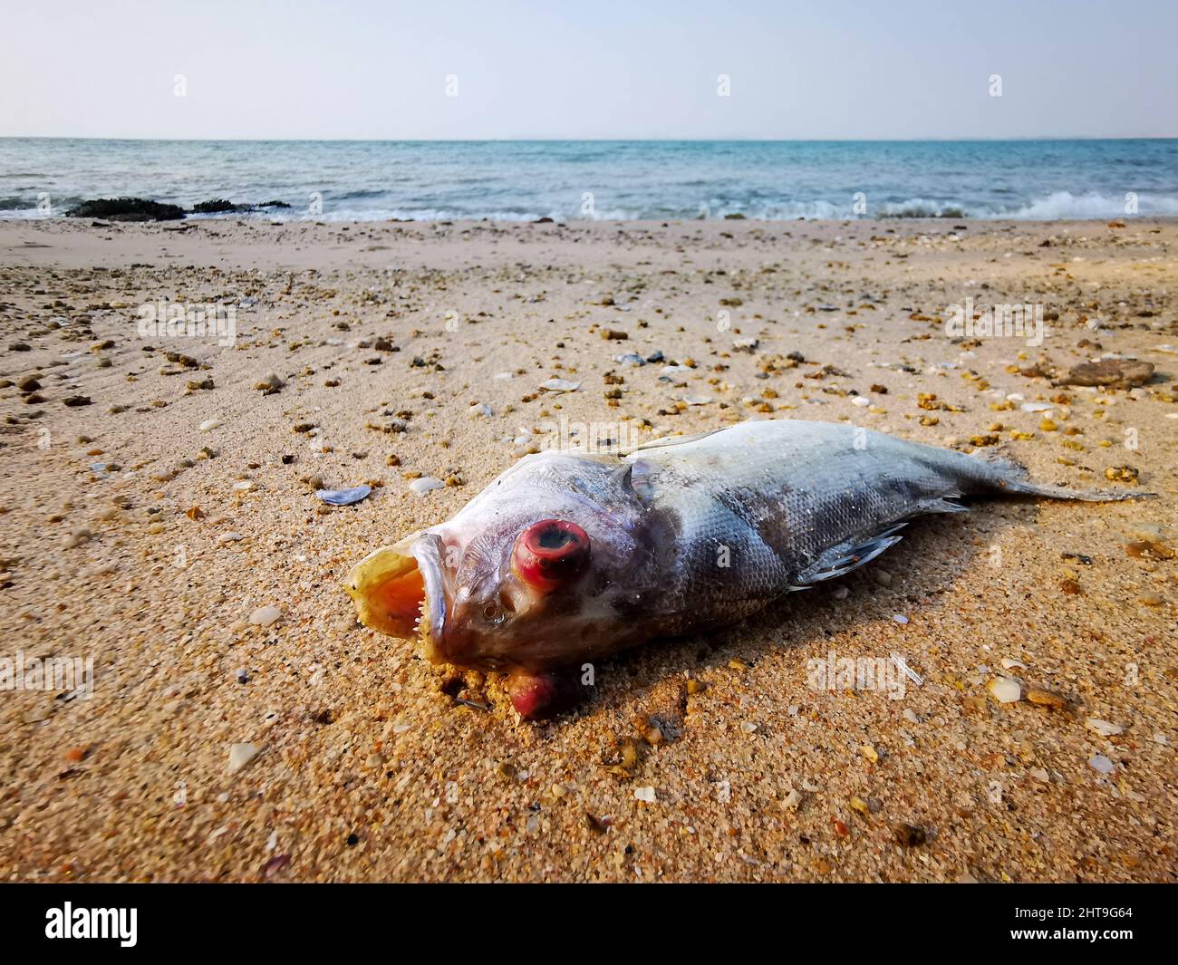 Morwong beach hi-res stock photography and images - Alamy