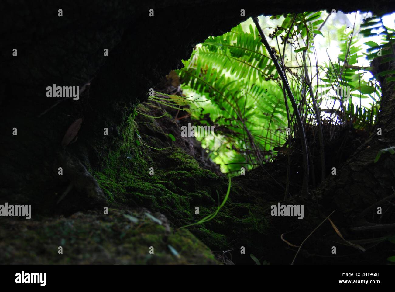 Beautiful view of green fresh Fern in the entrance of a cave with trees ...