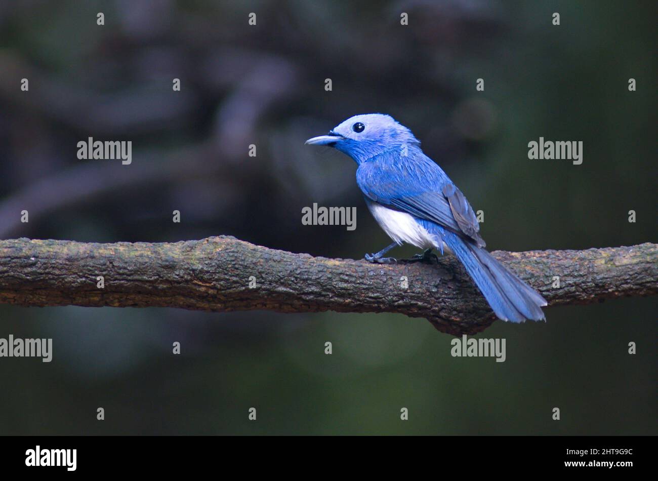 Small cute blue bird Stock Photo - Alamy