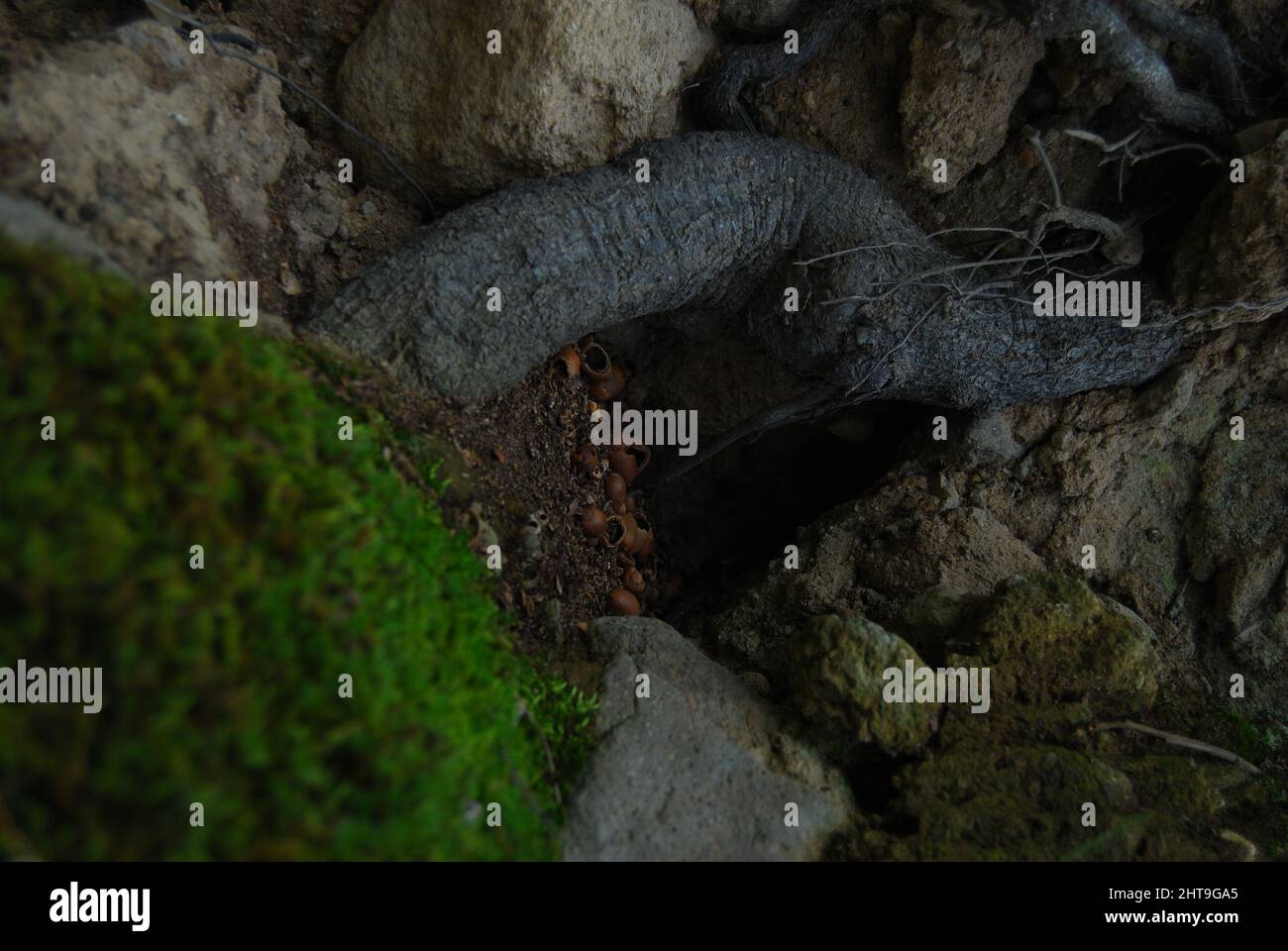 Top view of green plants and European beech branch in the forest Stock ...