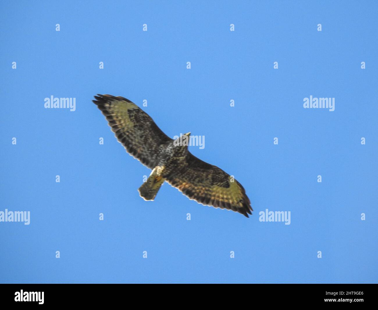 Low angle shot of a bald eagle in the clear skies Stock Photo - Alamy