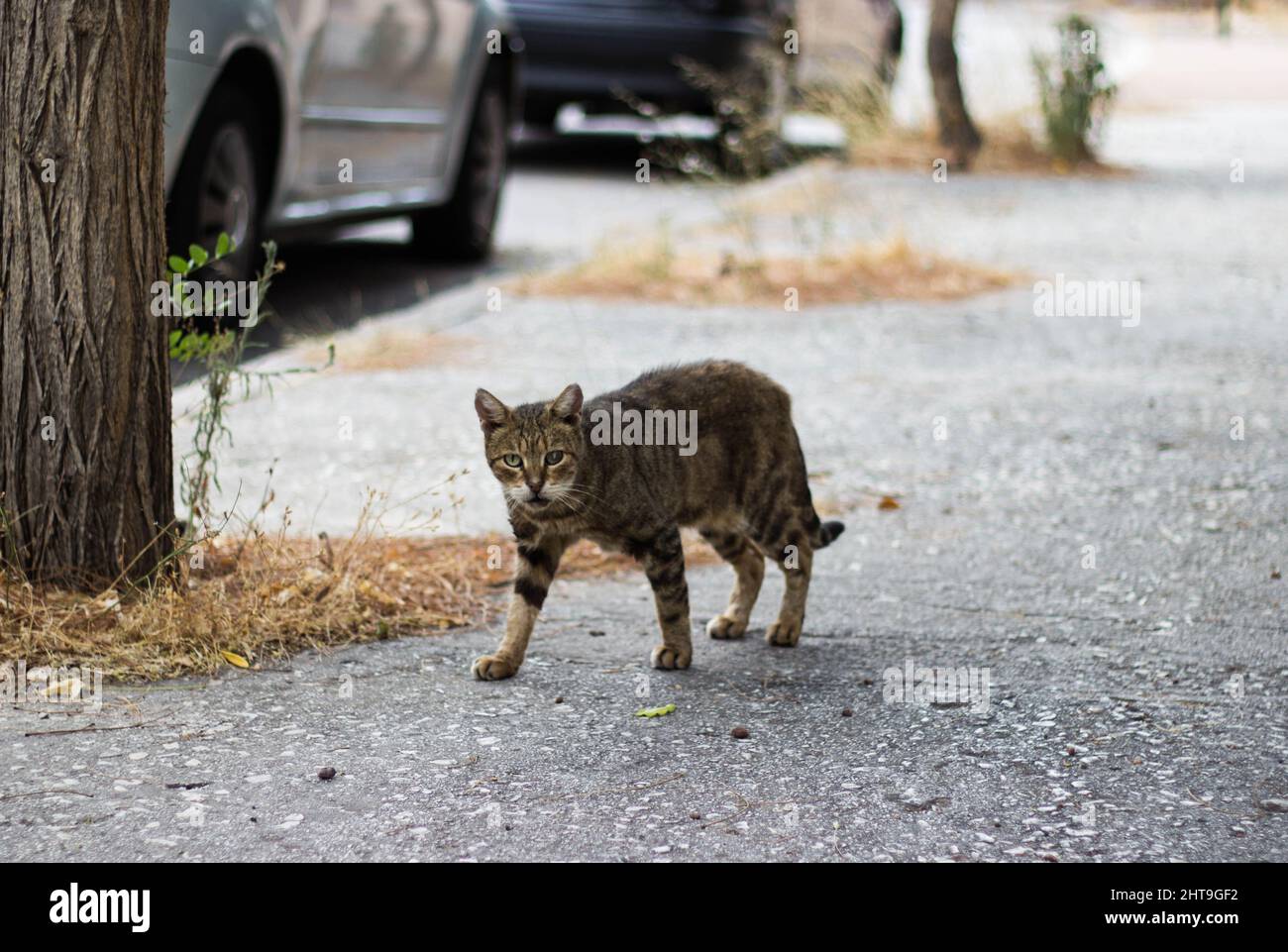Beautiful view of a Tabby cat walking on the street next to a tree ...