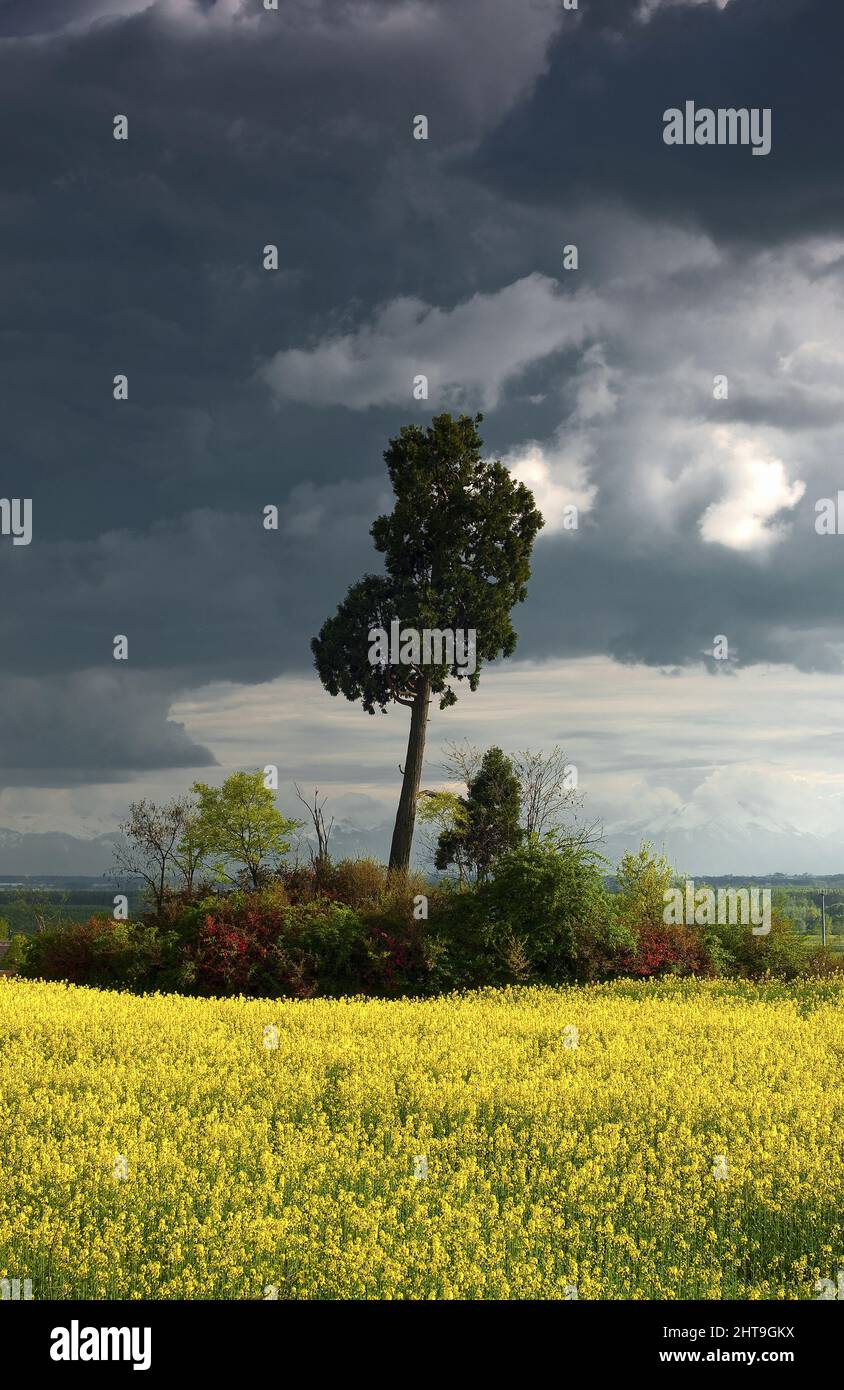 Closeup of a yellow flower field with a tree Stock Photo - Alamy