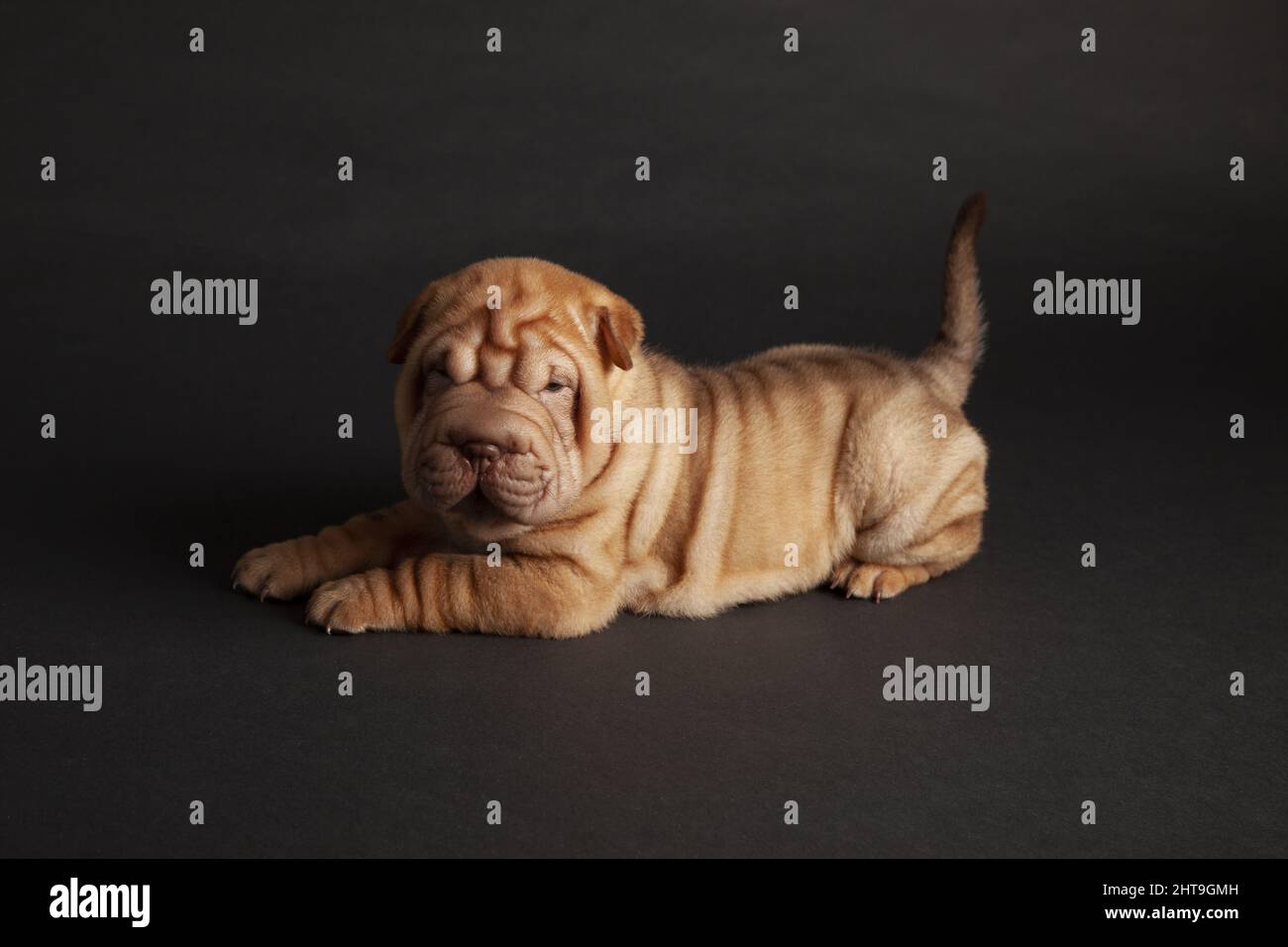Cute shar pei dog on a black background Stock Photo - Alamy